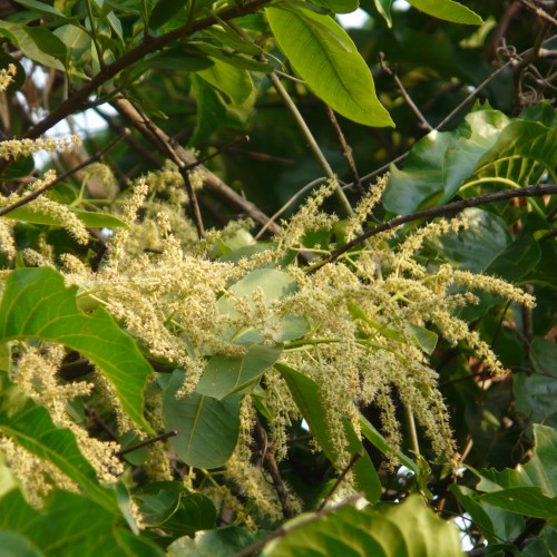 ARJUN TREE | Biophilia