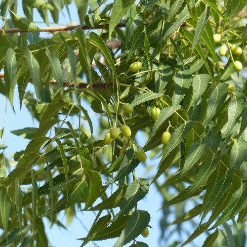 NEEM TREE | Biophilia