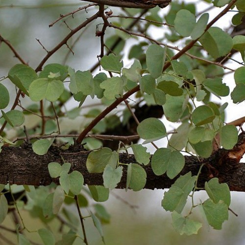 BIDI LEAF TREE | Biophilia